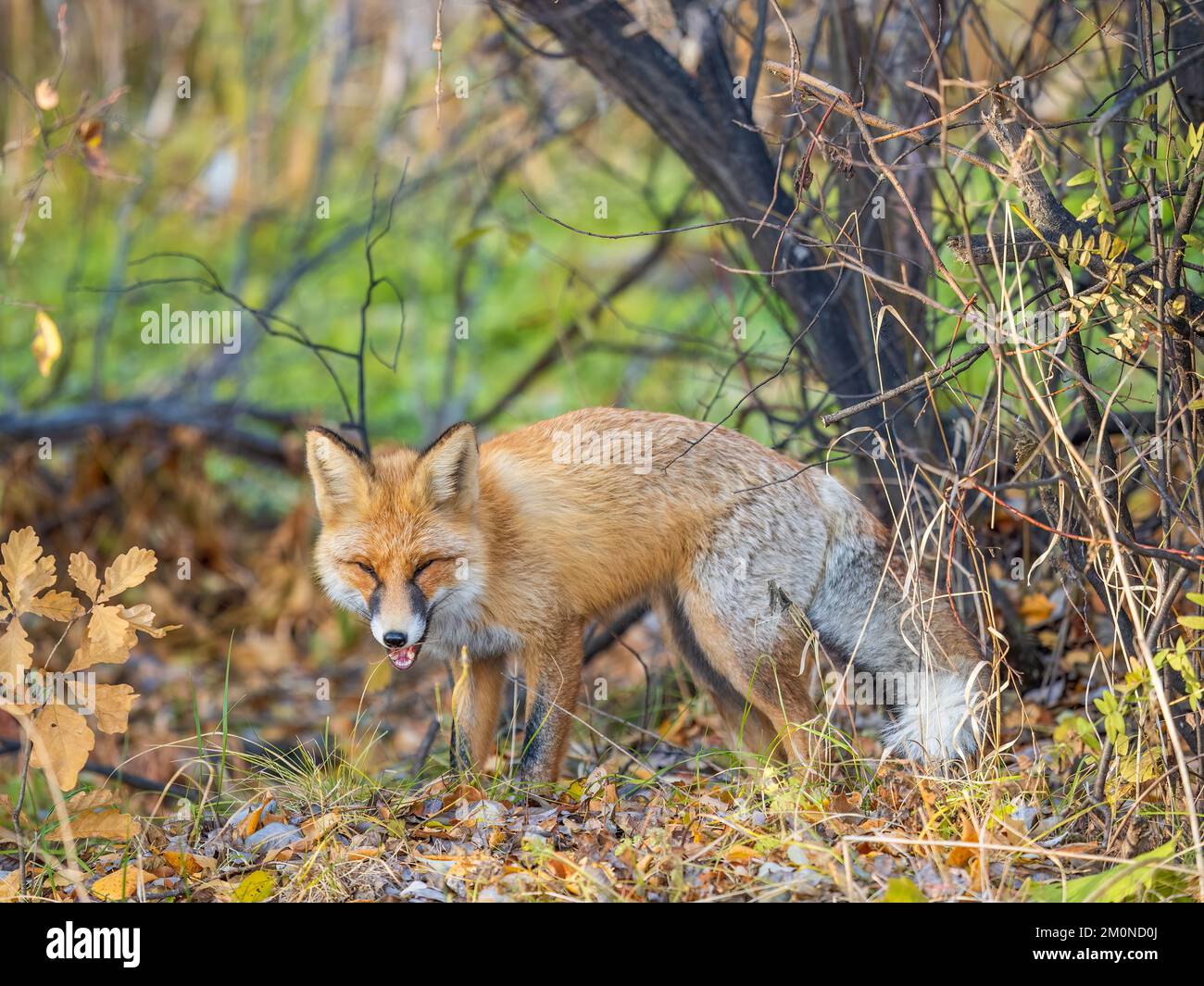 The red fox Vulpes vulpes walks along a path in autumn forest Stock Photo - Alamy