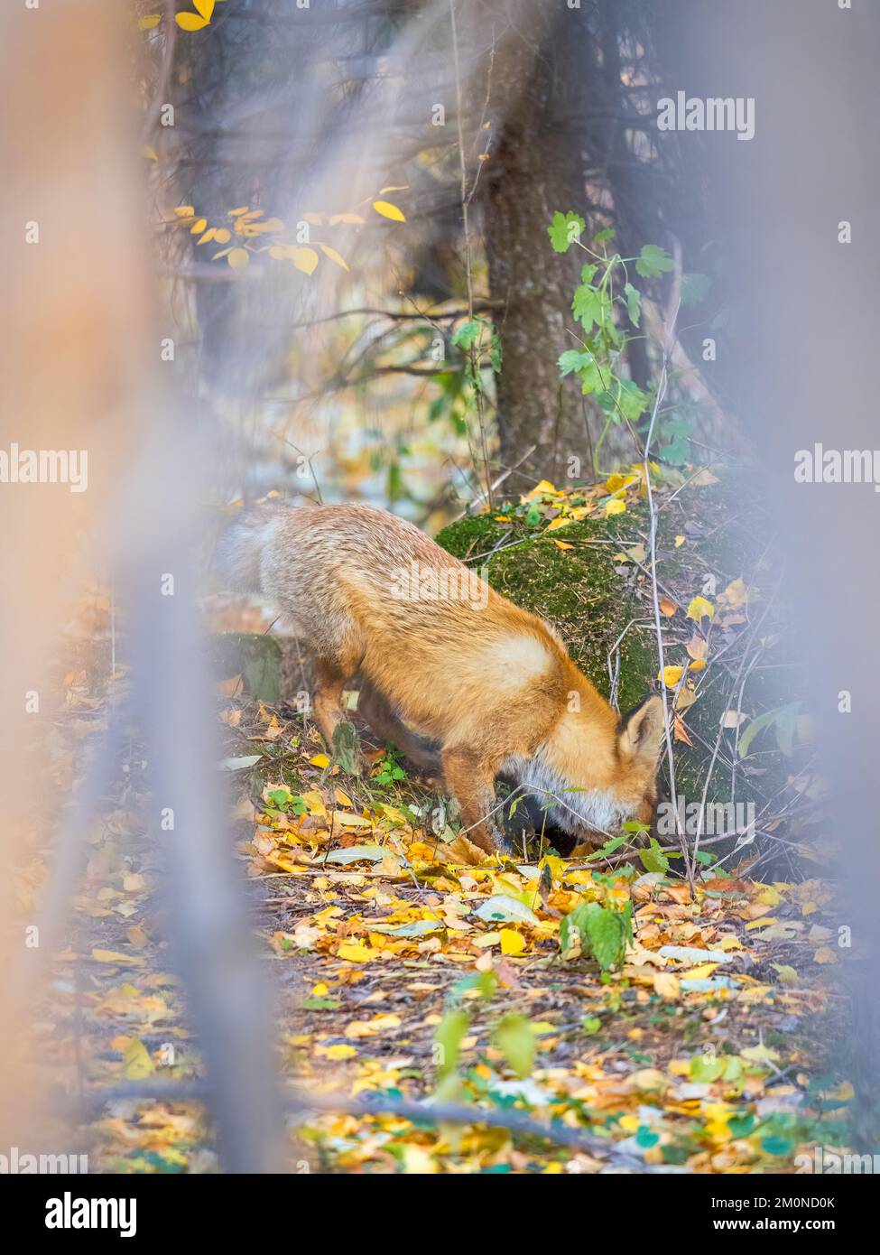 The red fox Vulpes vulpes walks along a path in autumn forest Stock Photo - Alamy