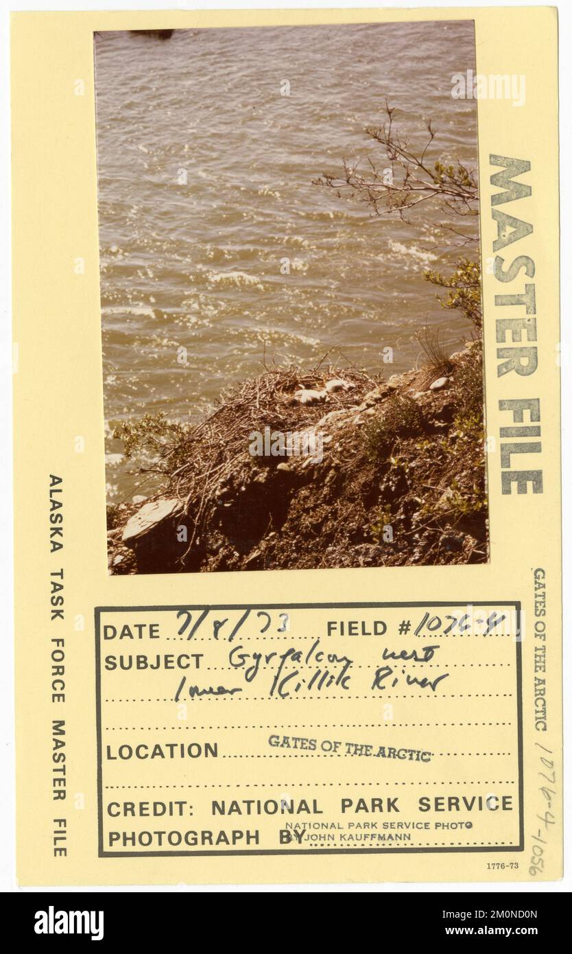 Gyrfalcon nest, lower Killik River. Alaska Task Force Photographs Stock ...