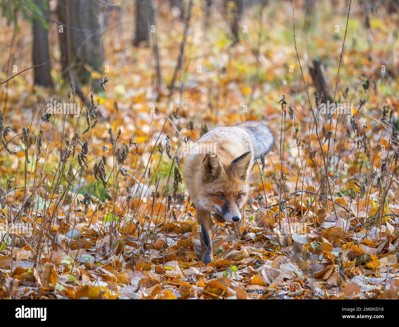 The red fox Vulpes vulpes walks along a path in autumn forest Stock Photo - Alamy