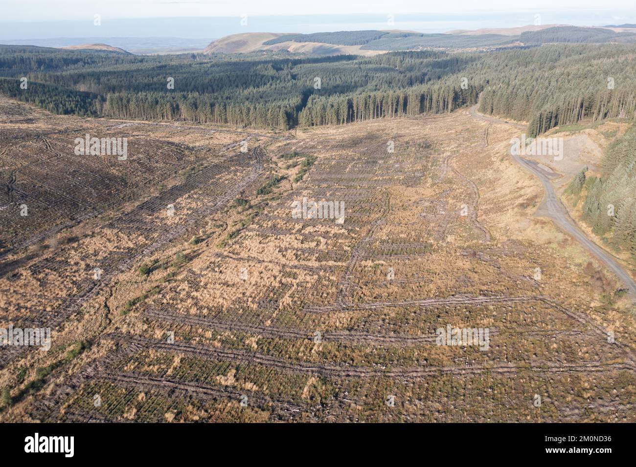 Aerial view of clearfell coniferous forestry at the headwaters of the ...