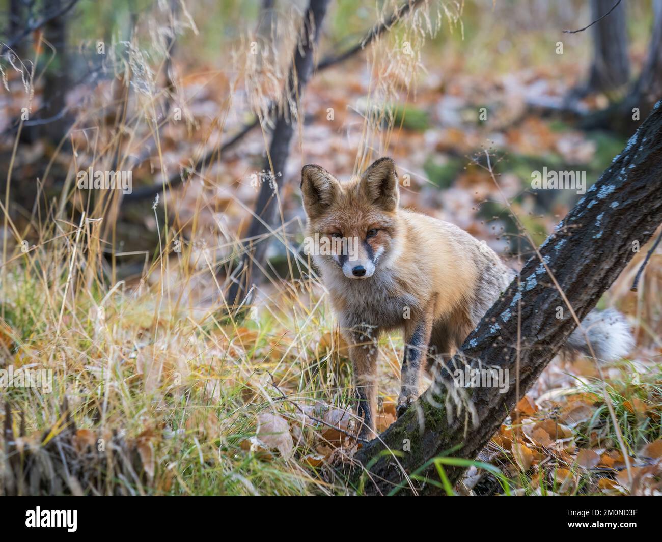 The red fox Vulpes vulpes walks along a path in autumn forest Stock Photo - Alamy