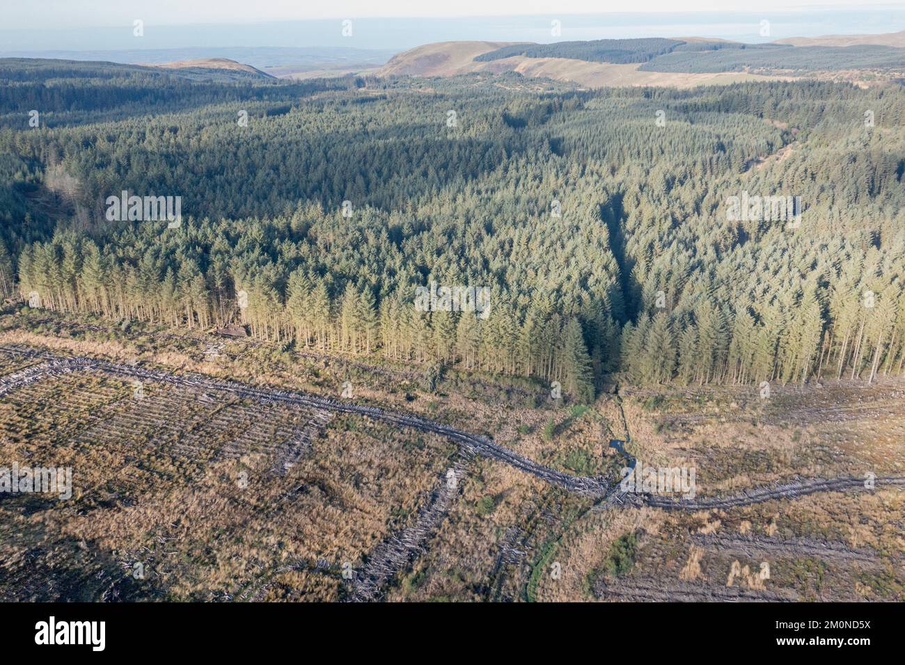Aerial view of clearfell coniferous forestry at the headwaters of the ...