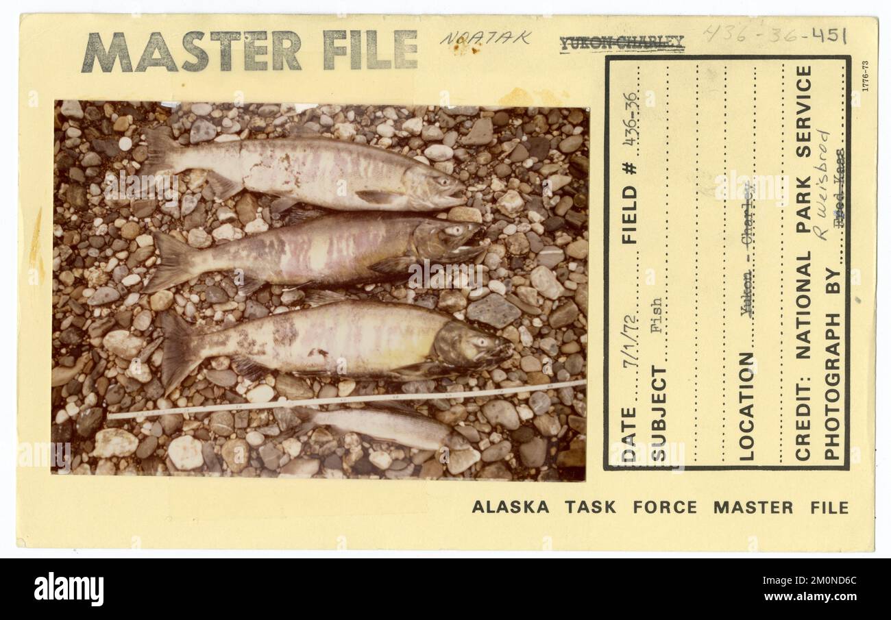 Fish. Alaska Task Force Photographs Stock Photo - Alamy