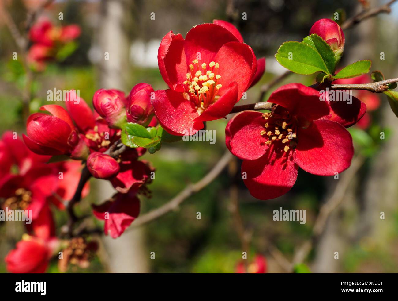 Kathendorf, Germany. 16th Apr, 2022. The flowers of Japanese ornamental ...