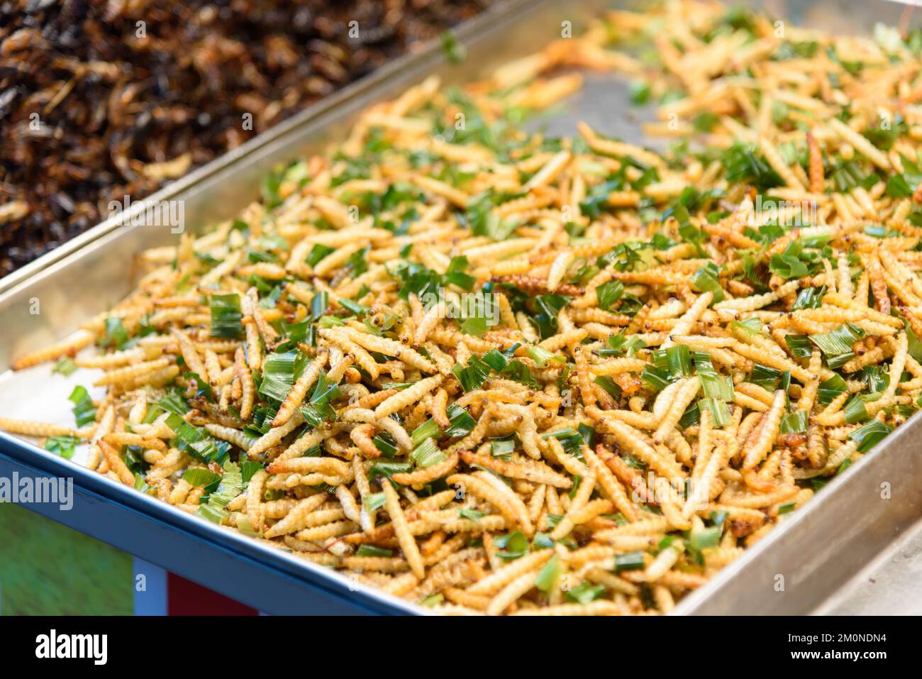 a lot of Beetle Fried Worms in tray Stock Photo - Alamy