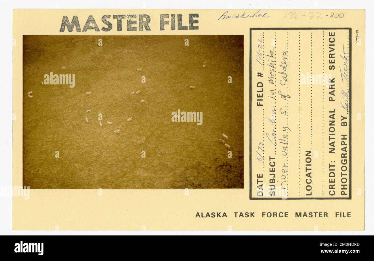 Caribou in Meshik River Valley S of caldera. Alaska Task Force ...