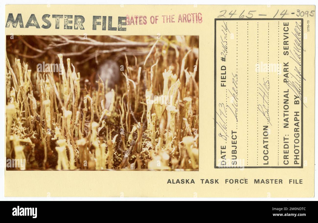 Lichens. Alaska Task Force Photographs Stock Photo - Alamy