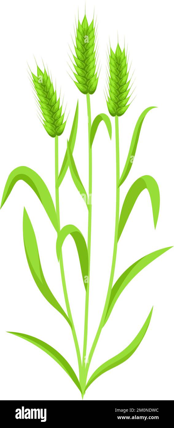 Green natural farm plant. Organic crop growing isolated on white ...