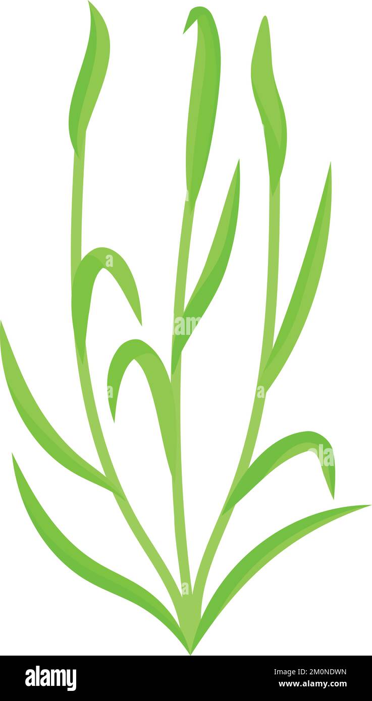 Green leaves plant. Fresh summer agricultural crop isolated on white ...
