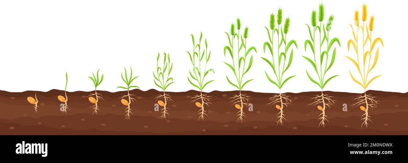 Growing crop proccess. Farm plant growth stages isolated on white ...