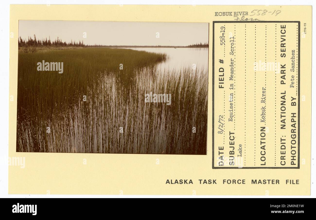 Equisetum in Meander Scroll Lake. Alaska Task Force Photographs Stock ...