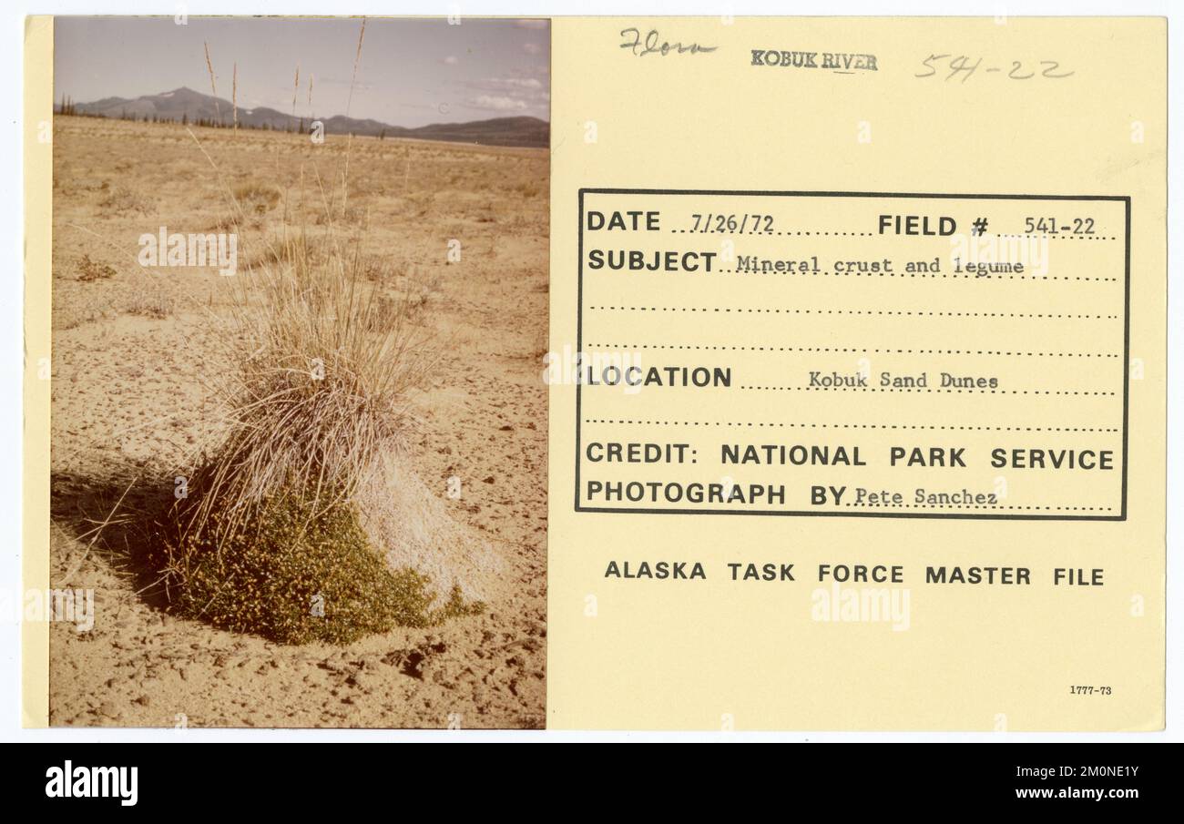 Mineral crust and legume. Alaska Task Force Photographs Stock Photo - Alamy