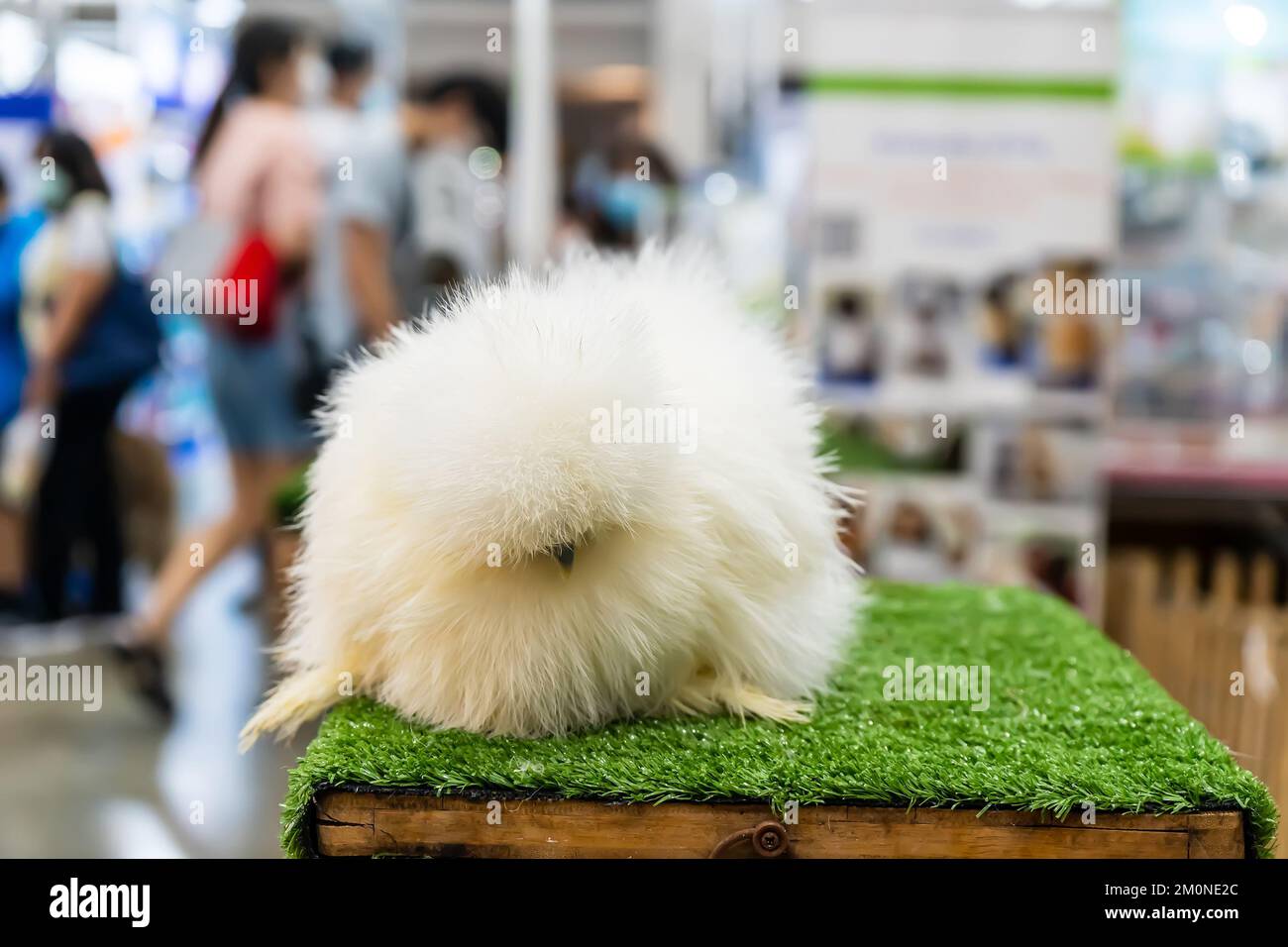 The chicken poodle is a unique chicken Stock Photo - Alamy