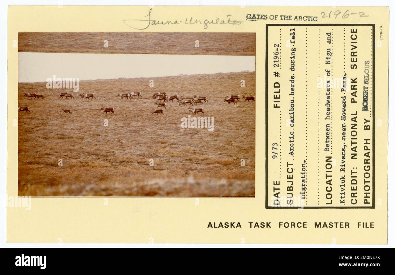 Arctic caribou herds during fall migration. Alaska Task Force ...