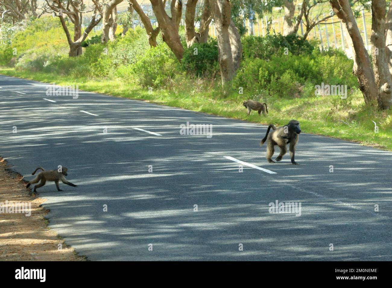 Baboons ( Papio ursinus ) strolling down the street in South Africa ...