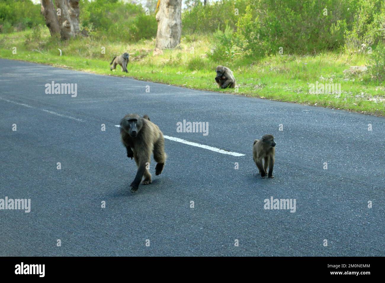 Baboons ( Papio ursinus ) strolling down the street in South Africa ...
