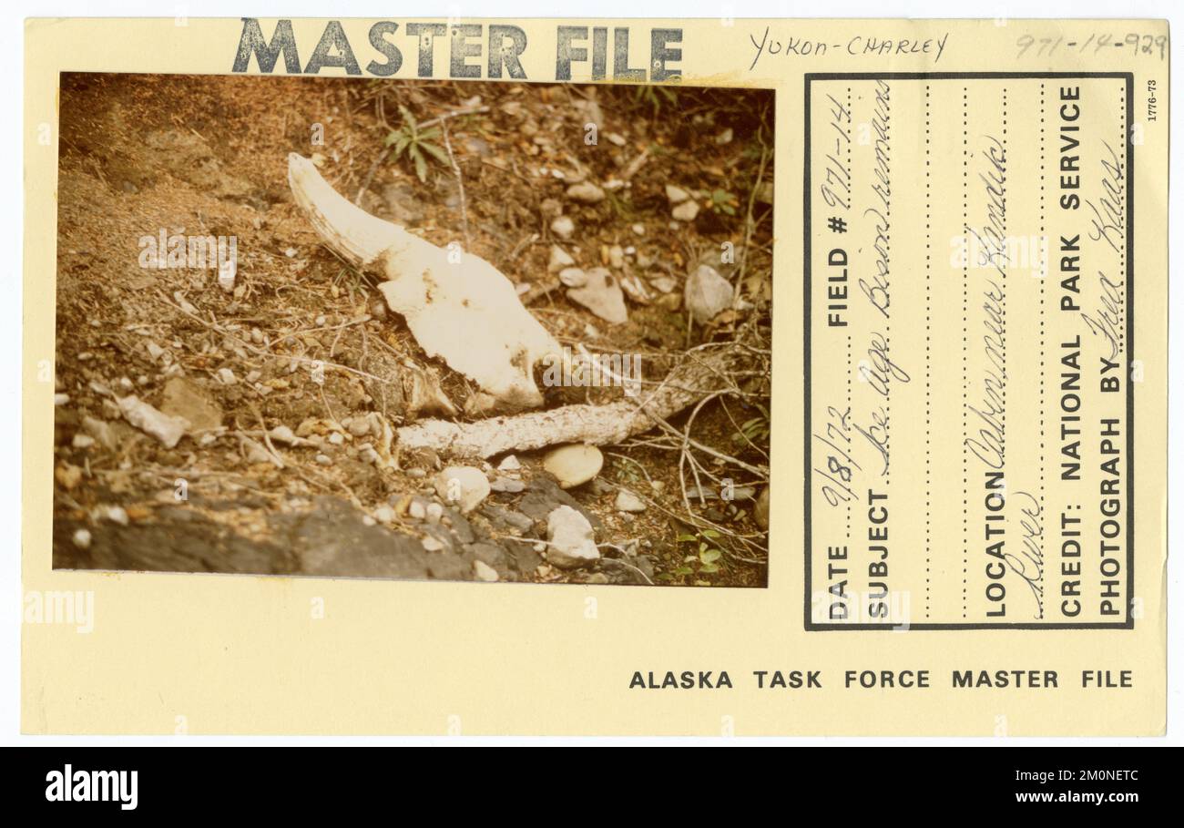 Ice age bison remains. Alaska Task Force Photographs Stock Photo - Alamy