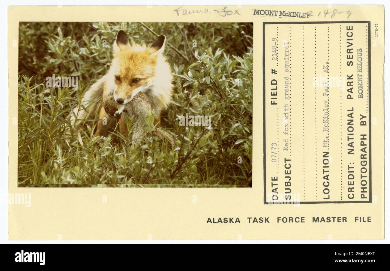 Red fox with ground squirrel. Alaska Task Force Photographs Stock Photo ...