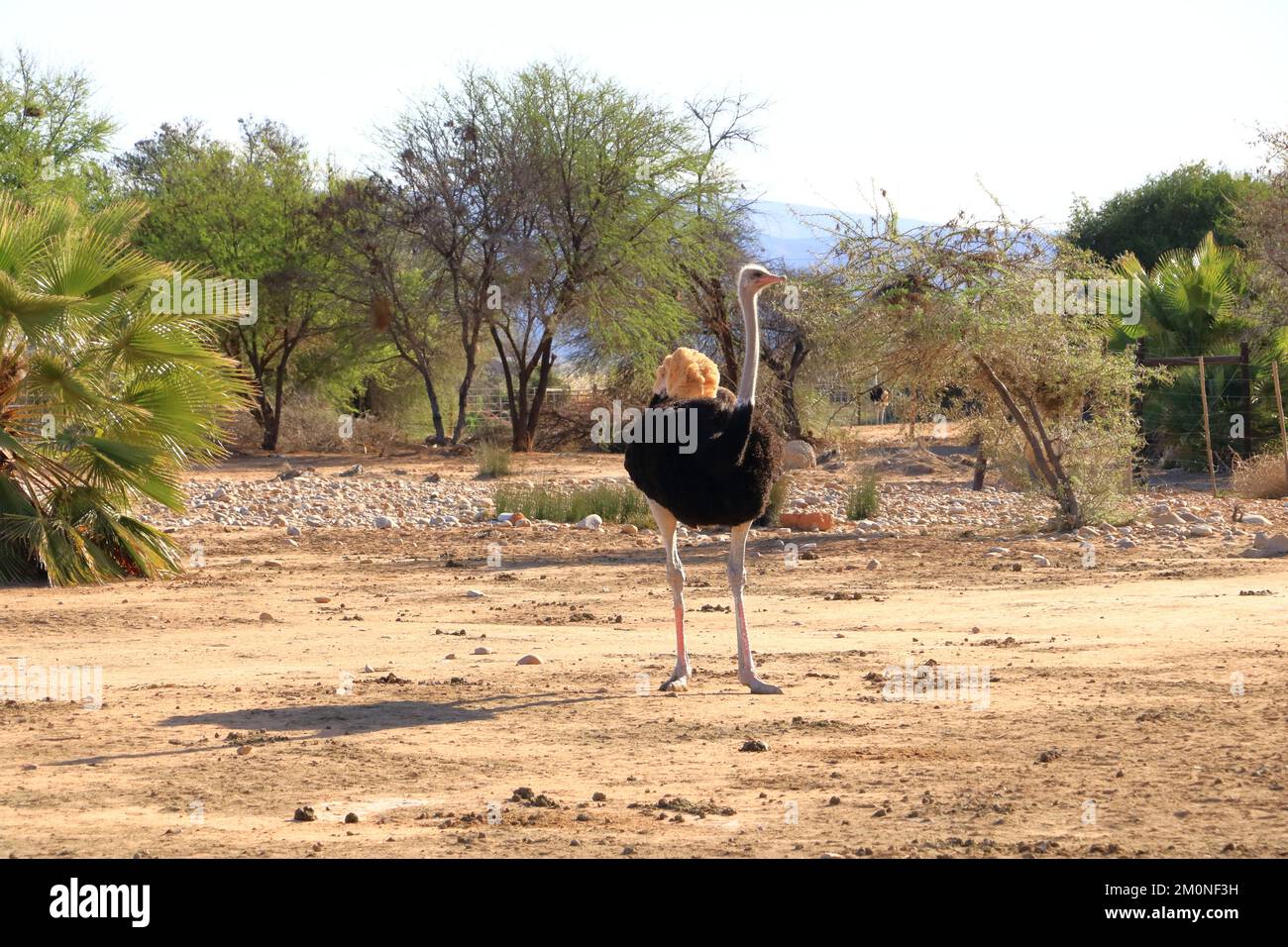 Closeup south african ostrich cape hi-res stock photography and images ...