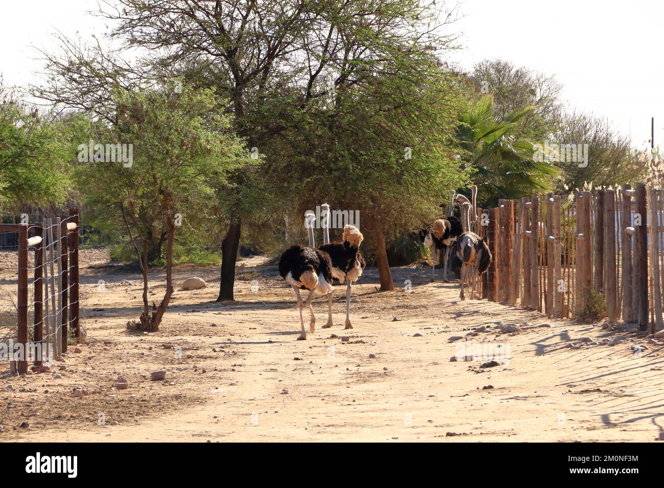 Ostrich farm near Oudtshoorn in South Africa Stock Photo - Alamy
