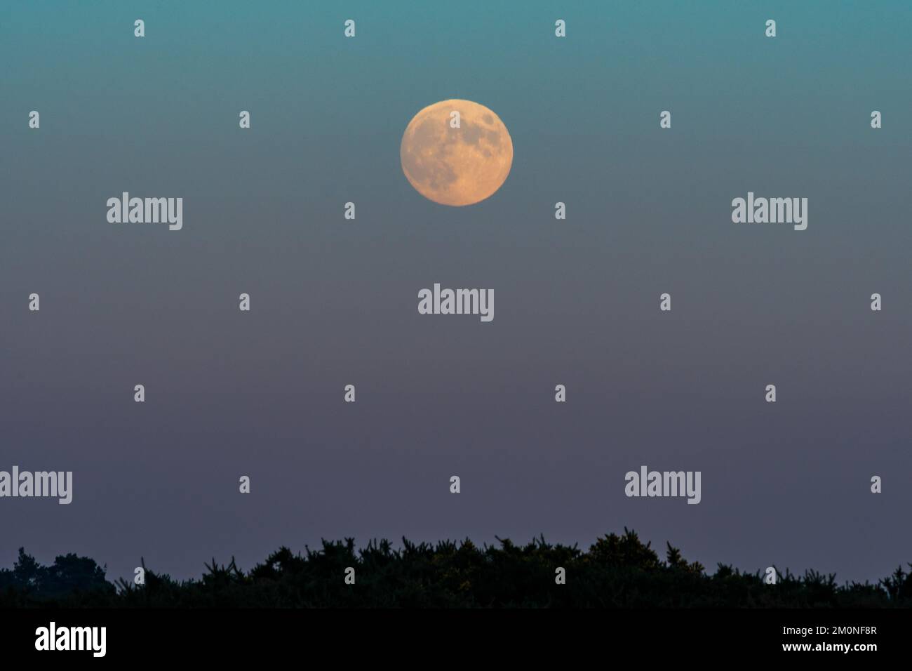 Hampton Ridge, Frogham, New Forest, Hampshire, UK, 7th December 2022 ...