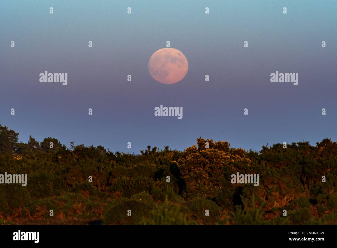 Hampton Ridge, Frogham, New Forest, Hampshire, UK, 7th December 2022 ...