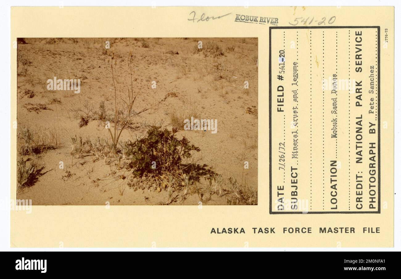Mineral crust and legume. Alaska Task Force Photographs Stock Photo - Alamy