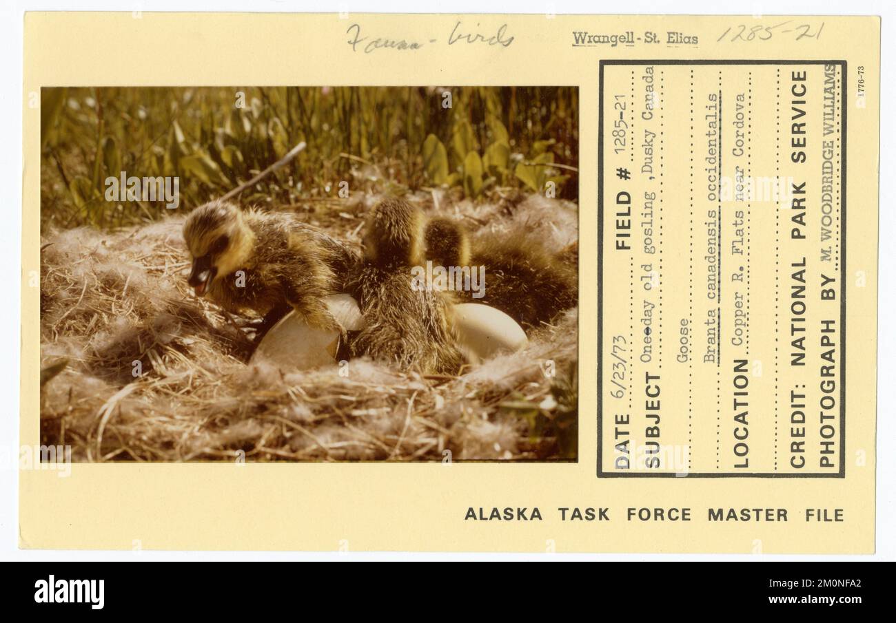 One-day old gosling, Dusky Canada Goose Branta canadensis occidentalis ...