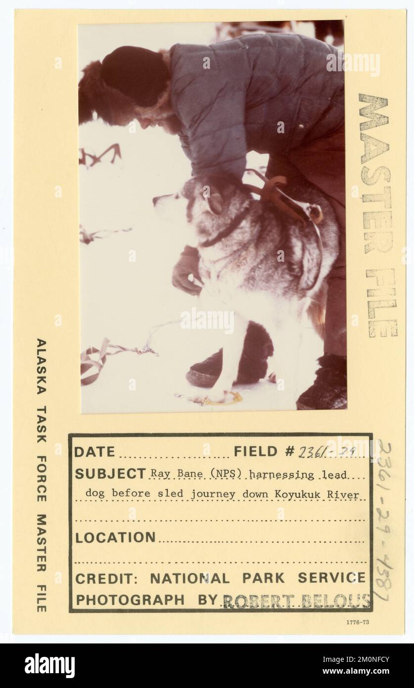Ray Bane (NPS) harnessing lead dog before sled journey down Koyukuk ...