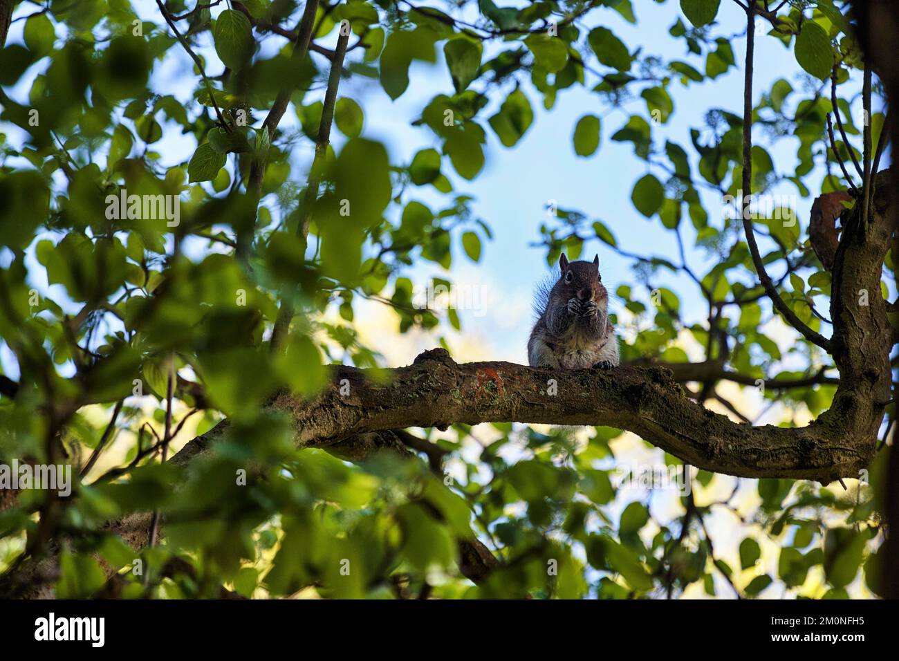 Eurasian red squirrel (Sciurus vulgaris) sitting hidden on branch in ...