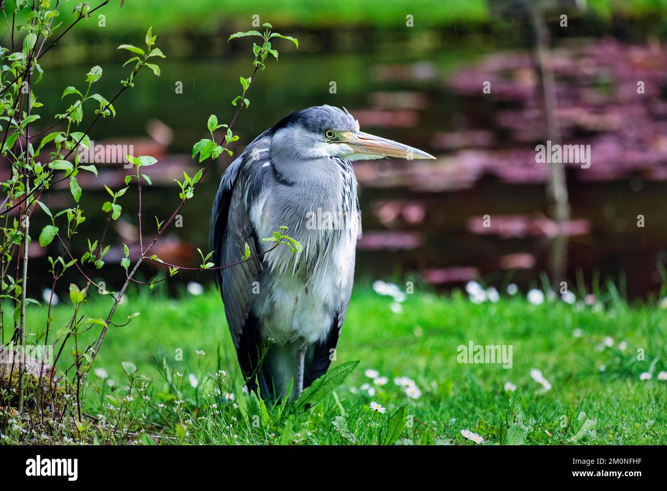 Heron standing in a meadow in the rain, Botanic Garden, Dublin, Ireland ...