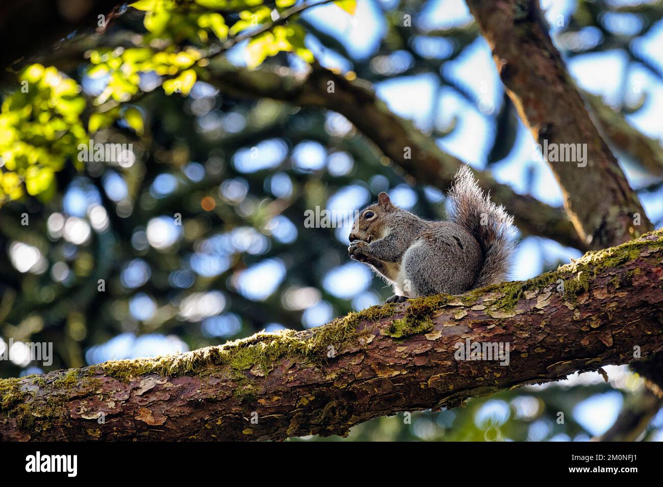 Eurasian red squirrel (Sciurus vulgaris) sitting hidden on branch in ...
