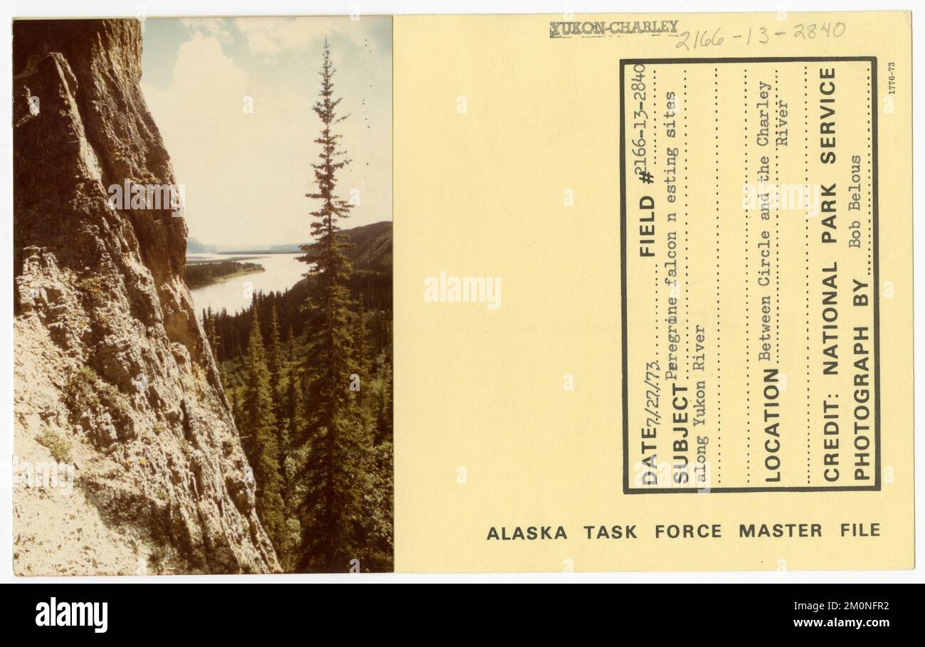 Peregrine falcon site Cut Out Stock Images & Pictures - Alamy