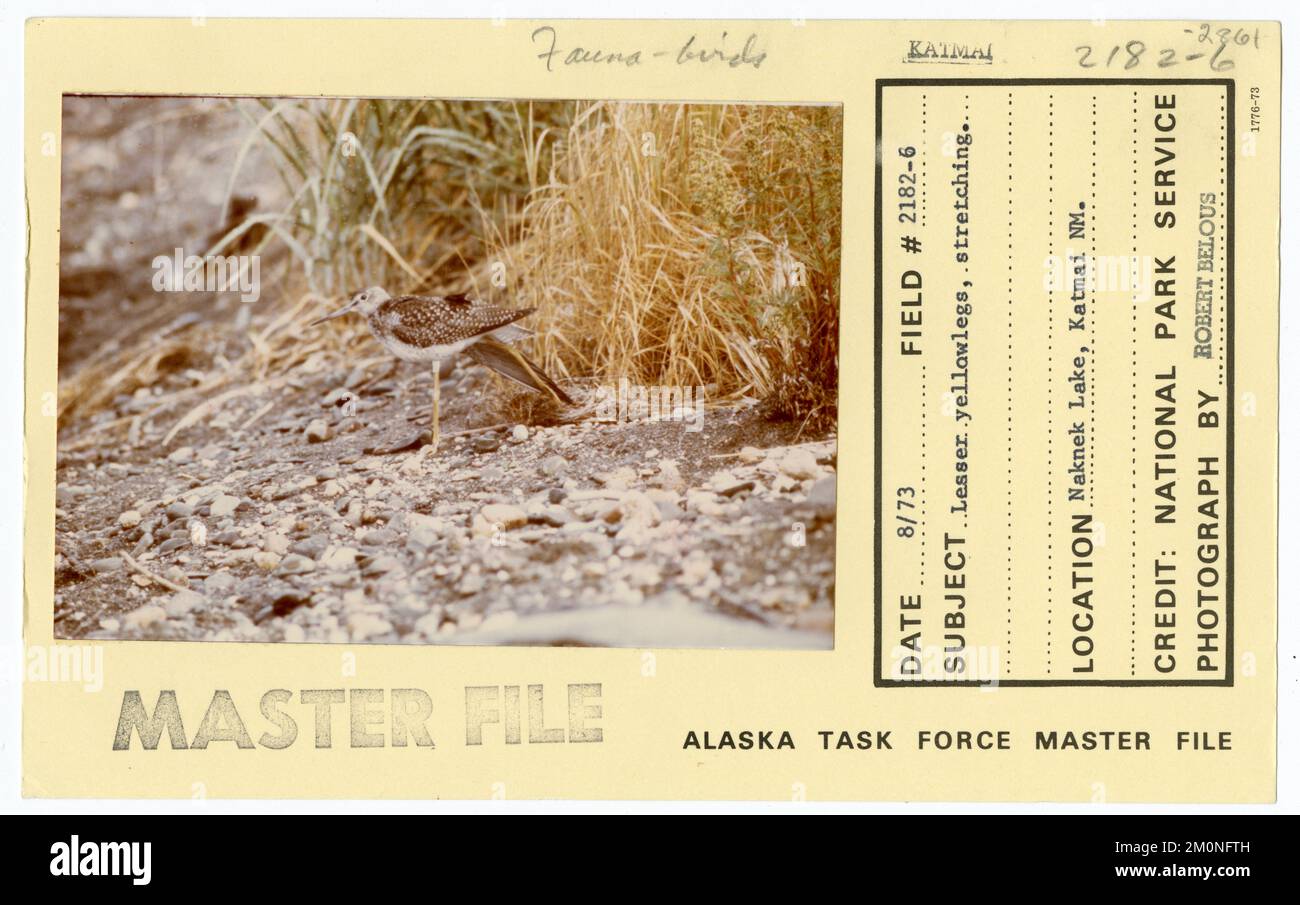 Lesser yellowlegs, stretching. Alaska Task Force Photographs Stock ...