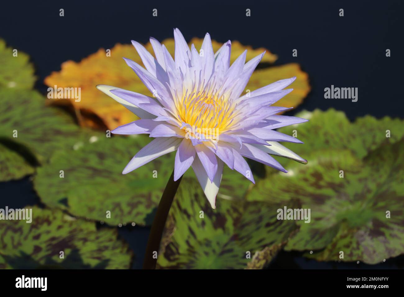 A closeup of a pygmy tropical water-lily flower with lotus leaves on ...