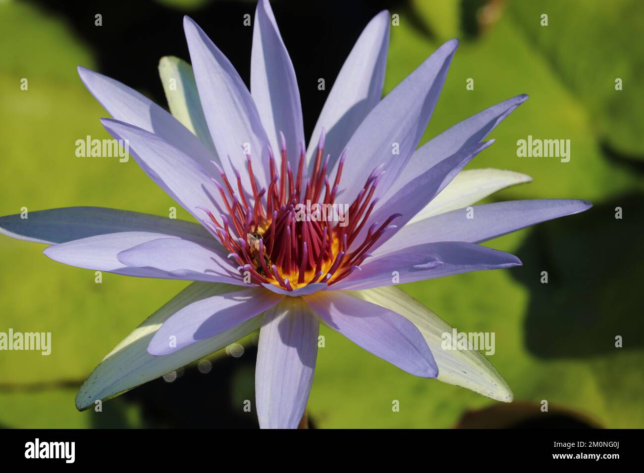 A closeup of a pygmy tropical water-lily flower with lotus leaves on ...