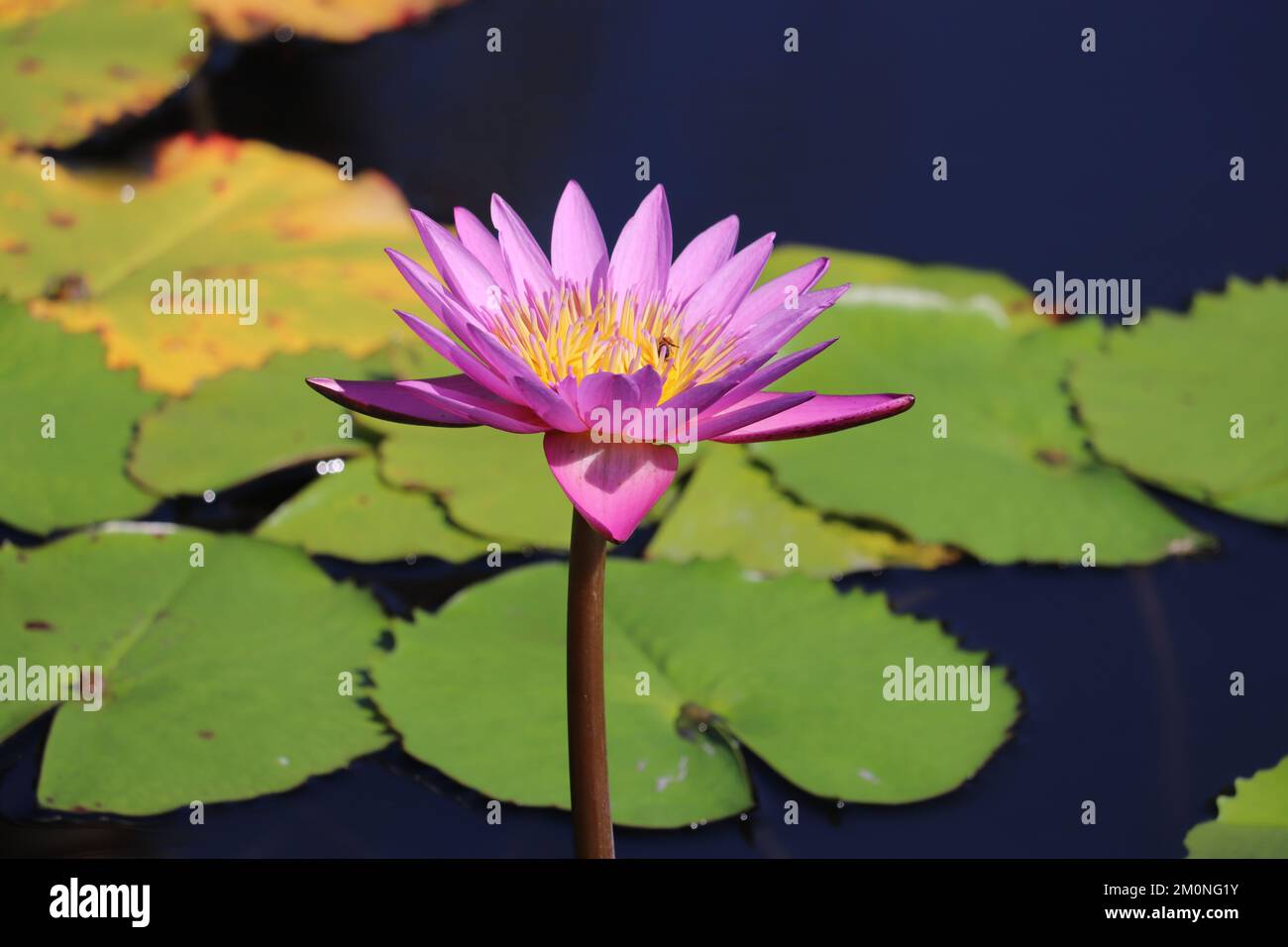 A closeup of a purple pygmy tropical water-lily flower with lotus ...