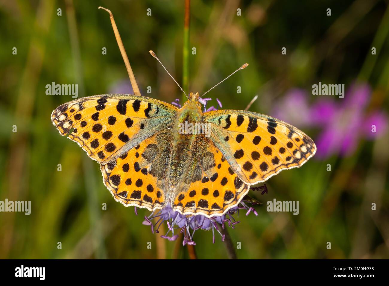 Small pearl butterfly butterfly with open wings sitting on brown stalk ...