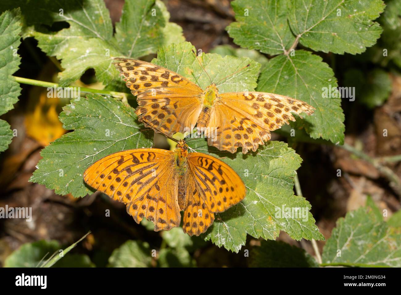 Emperor cloak two moths with open wings sitting on green leaves one ...