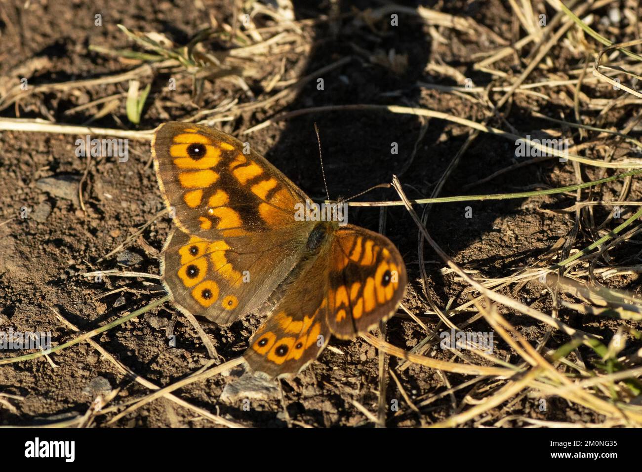 Wall fox butterfly with open wings sitting on ground looking obliquely ...