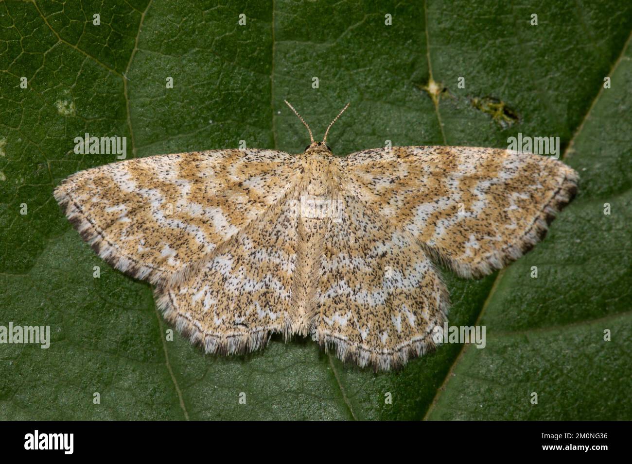 Marbled moth with open wings sitting on green leaf from behind Stock ...