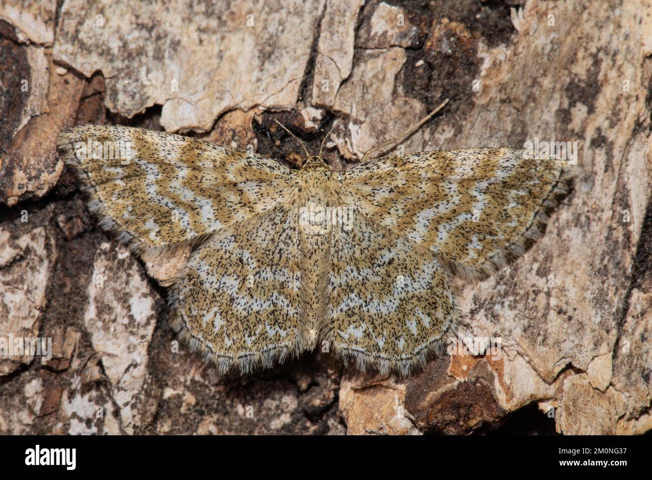 Marbled small moth butterfly with open wings sitting on tree trunk from ...