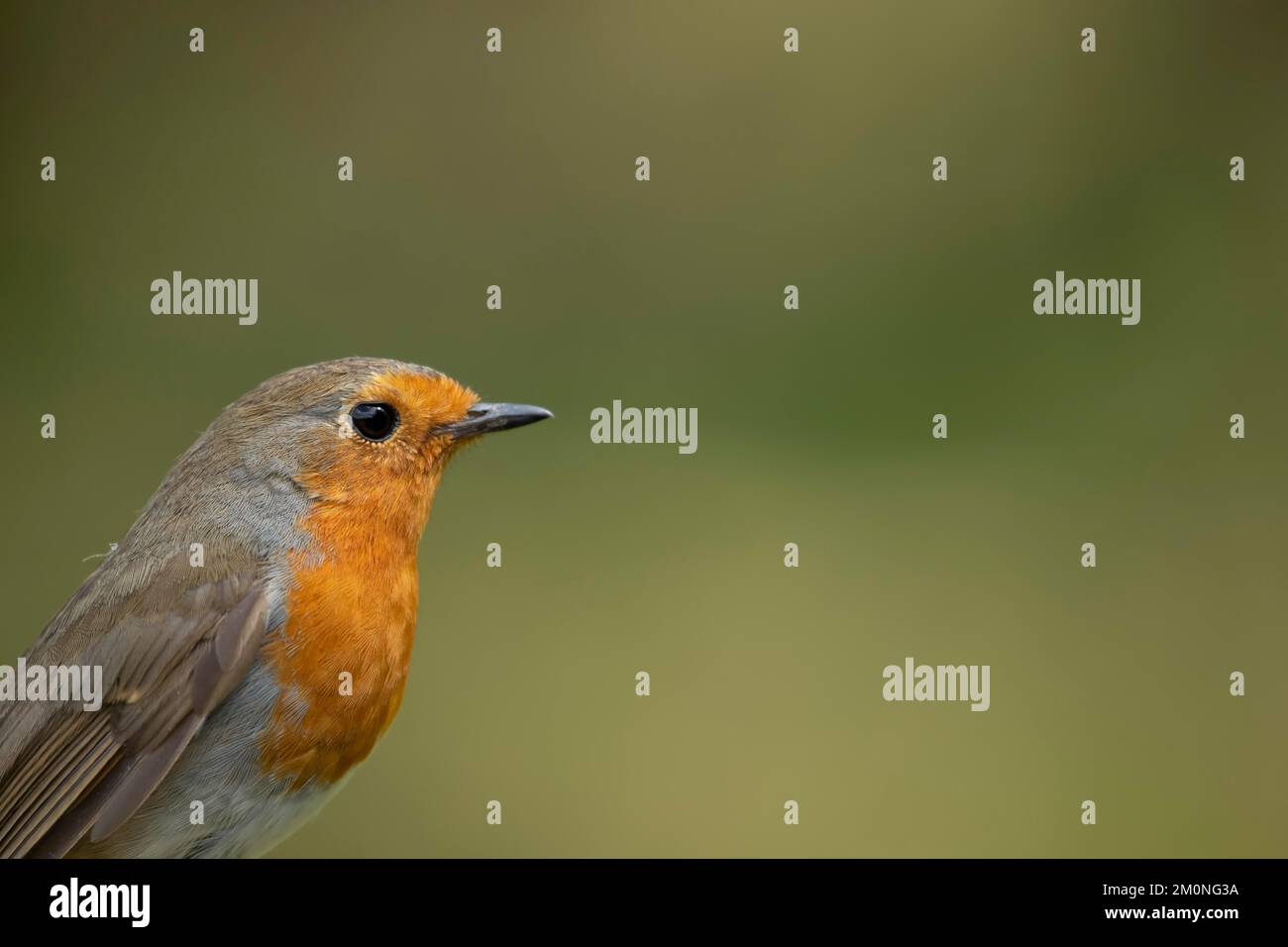 Bird robin face hi-res stock photography and images - Alamy