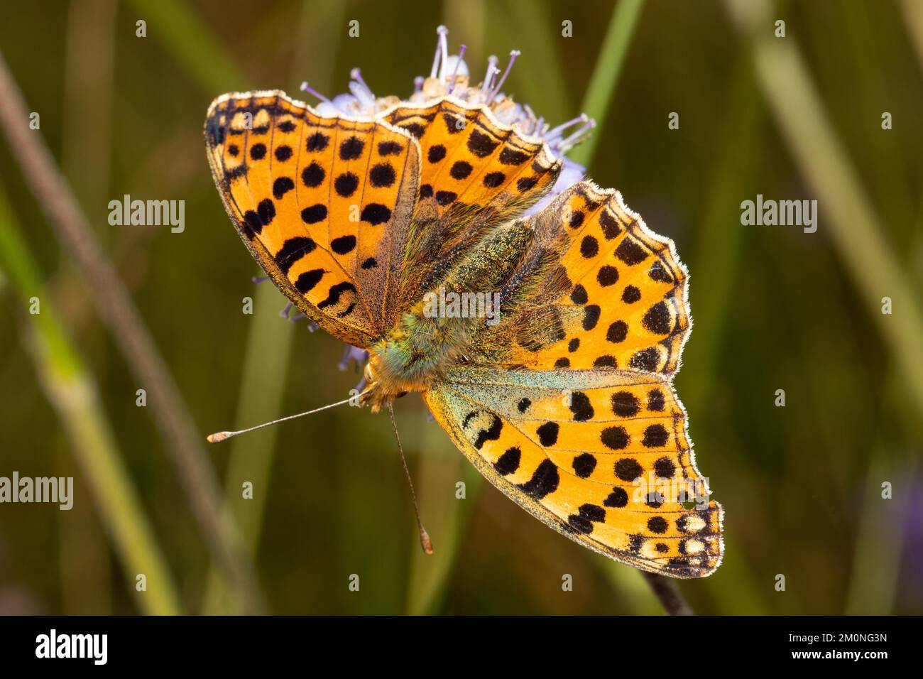 Small pearl butterfly butterfly with open wings sitting on brown stalk ...