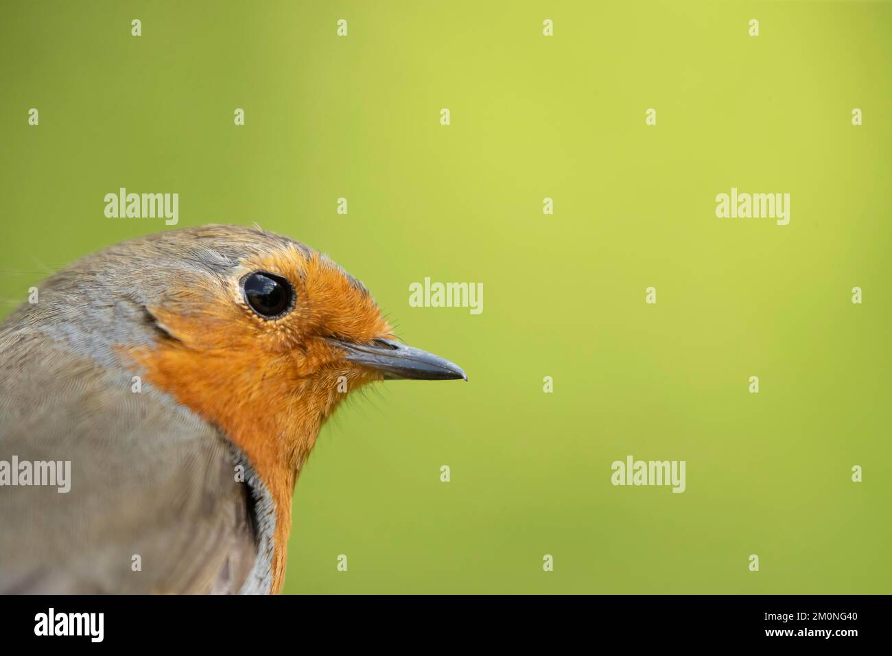 Bird robin face hi-res stock photography and images - Alamy
