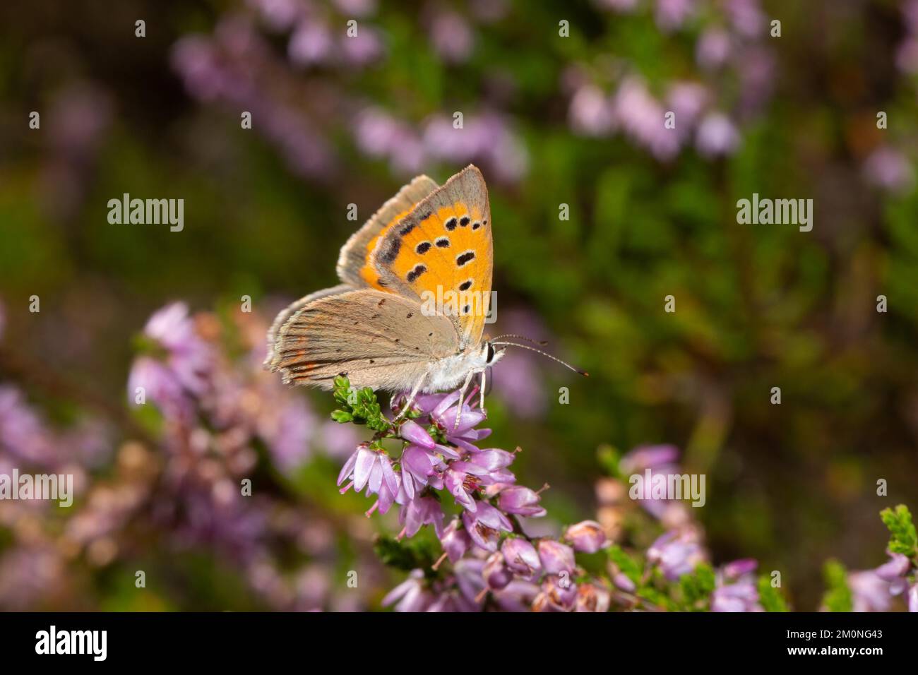 Small fire butterfly butterfly with closed wings sitting on flowering ...