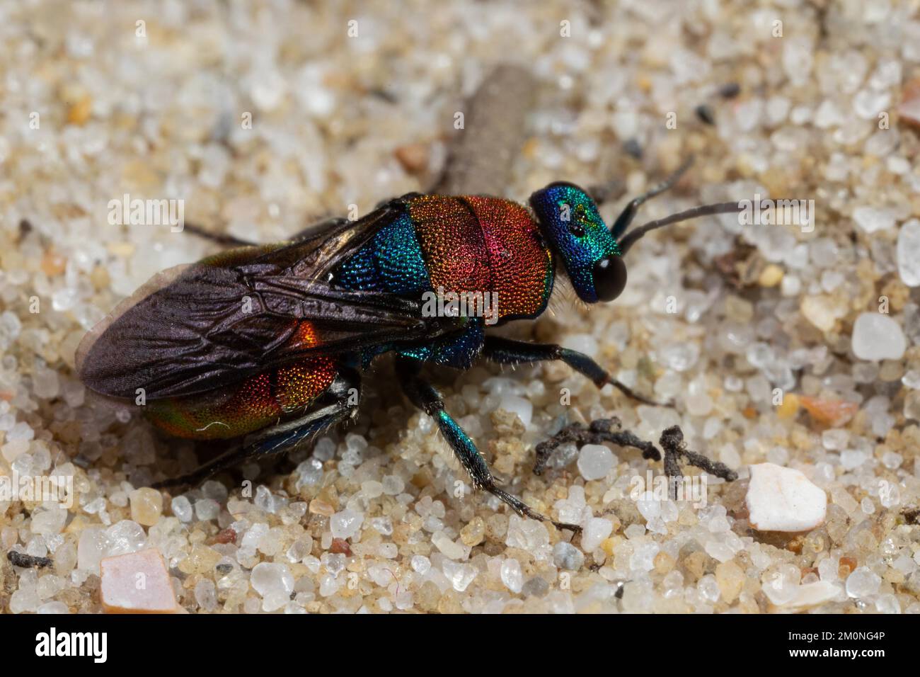 Sand golden wasp sitting on sandy soil right sighted Stock Photo - Alamy