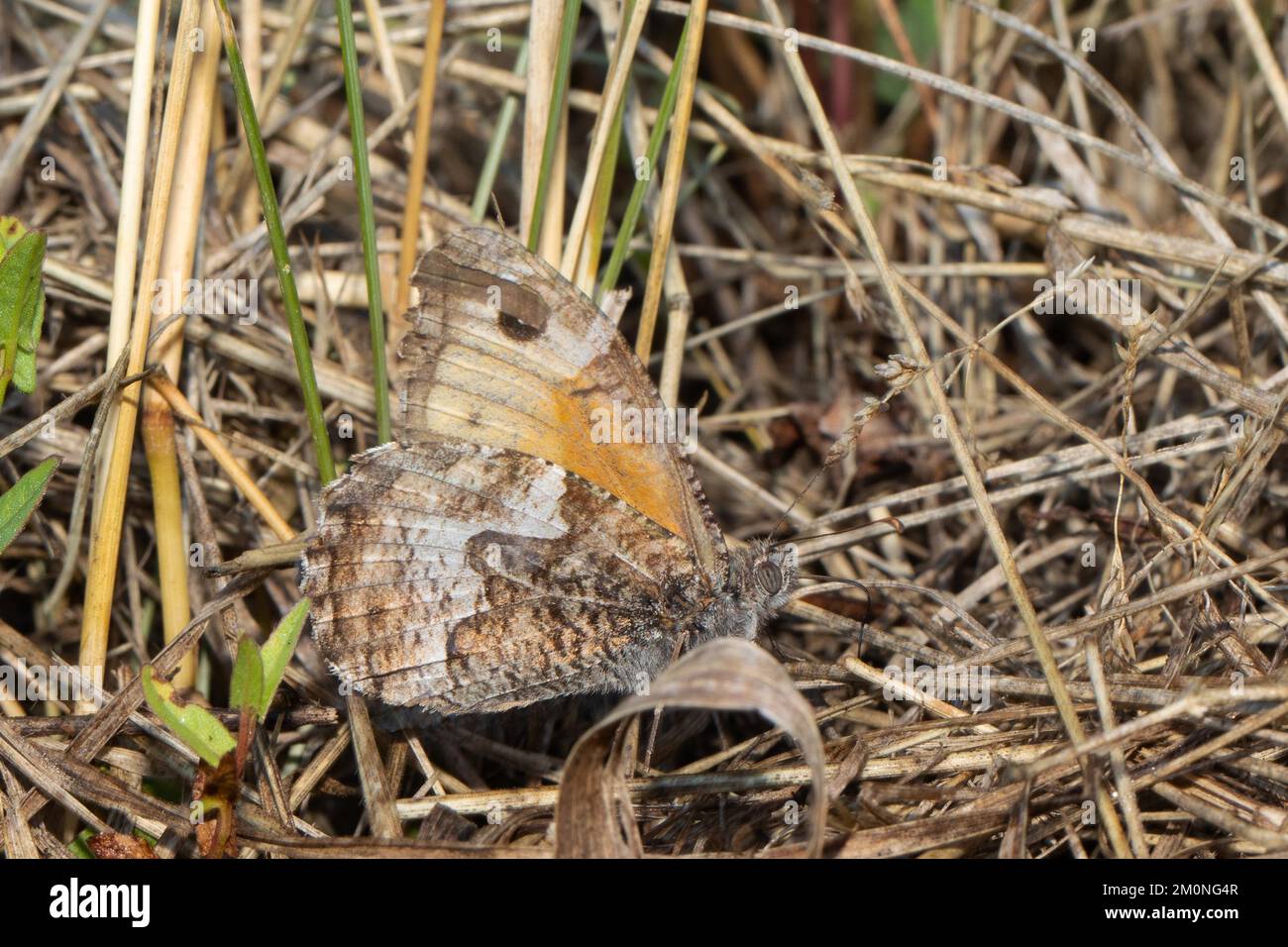 Rusty-banded, Ochre-banded Velvet butterfly Butterfly with half-open ...