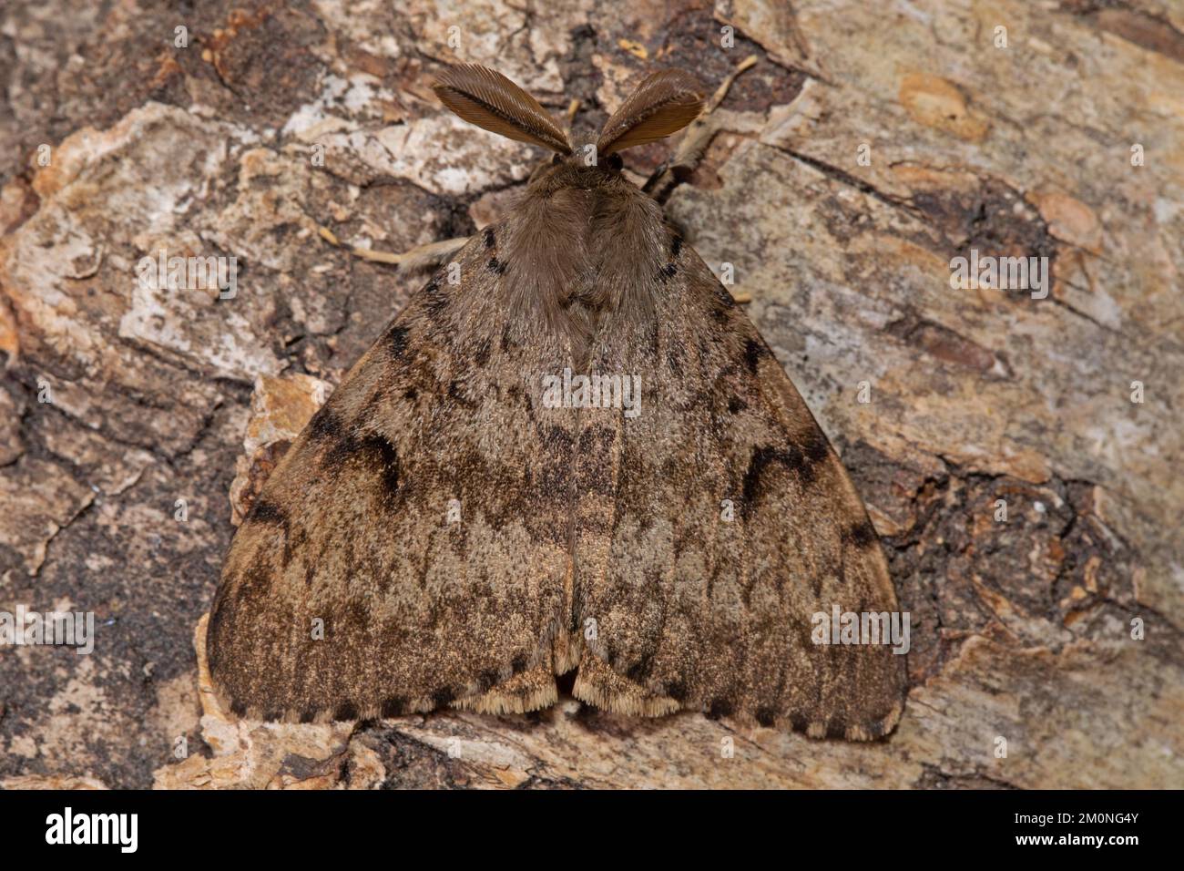 Gypsy moth male moth with closed wings sitting on tree trunk from ...